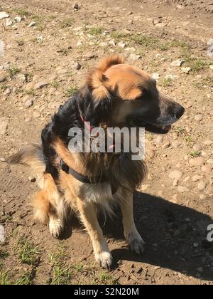 Attractive collie cross dog Stock Photo - Alamy