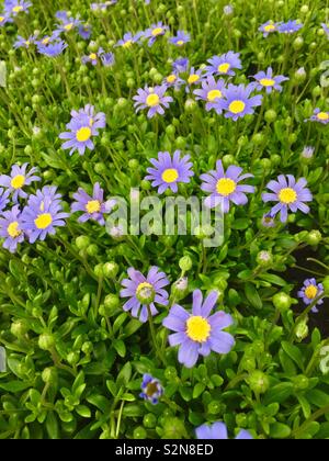 Felicia Felicitara blue flowers Stock Photo - Alamy