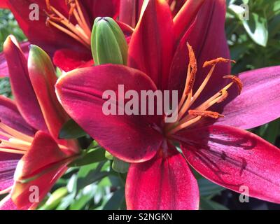 Beautiful Asiatic lily (Lilium asiatica Stock Photo - Alamy