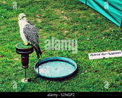 Hybrid Peregrine Falcon Stock Photo - Alamy