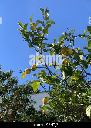Lemons, Ischia, Italy Stock Photo - Alamy