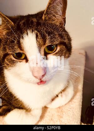 Kitten poking his tongue out Stock Photo - Alamy