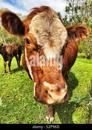 A closeup of a brown cow looking at the camera, standing in a green ...