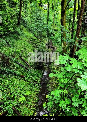 Natural stream running through the woodland Stock Photo - Alamy