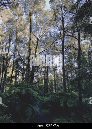 Mountain Ash, Tall Trees, Sherbrooke Forest, Mt Dandenongs, Victoria ...
