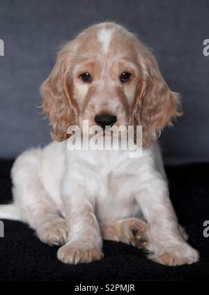 Orange roan english cocker spaniel Stock Photo - Alamy