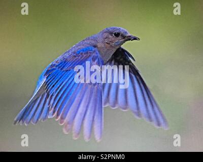 Mountain bluebird, Sialia currucoides . Blue bird, Bluebird Stock Photo ...
