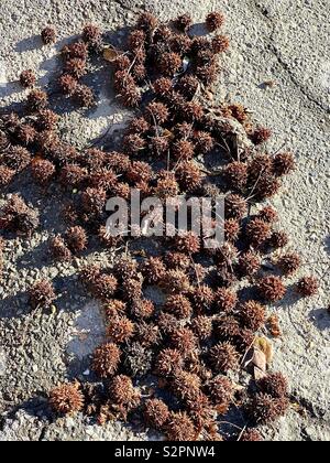 The dry nut of Japanese Maple Tree Stock Photo - Alamy