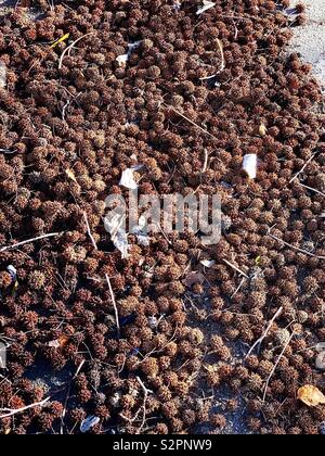 The dry nut of Japanese Maple Tree Stock Photo - Alamy