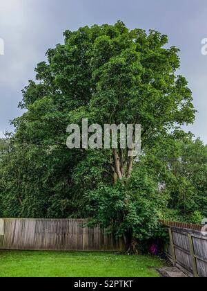 Large oak tree Stock Photo - Alamy