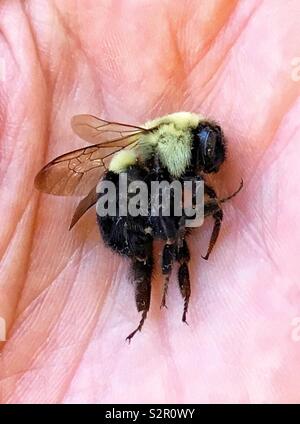 Closeup macro of dead bumblebee in Caucasian hand Stock Photo - Alamy