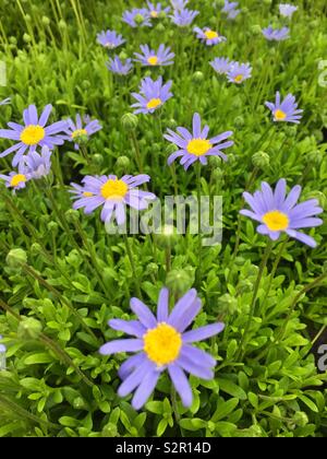 blue daisy bush Felicia amelloides flower isolated on white Stock Photo ...