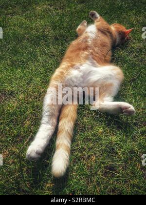 ginger white cat stretching paws on birch tree in green garden Stock ...