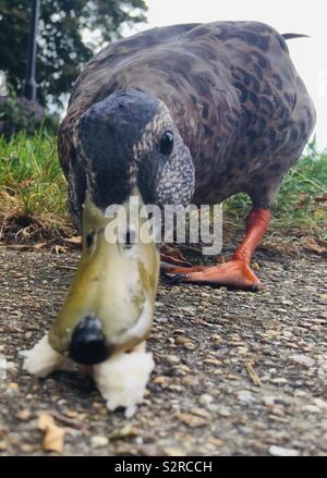 Duck eating bread Stock Photo - Alamy