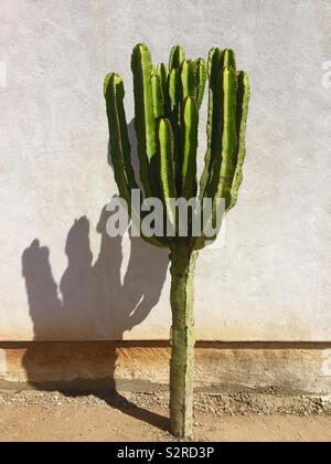 Cactus and shadow Stock Photo - Alamy