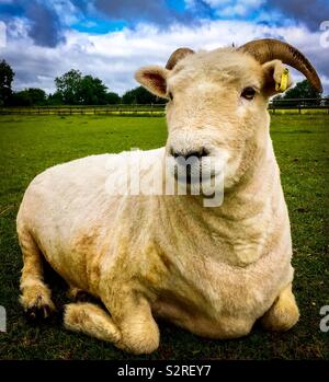 Exmoor Horn Sheep Stock Photo - Alamy