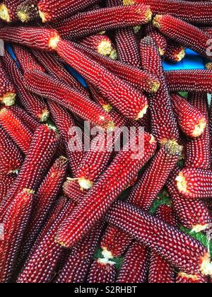Farm fresh red popping corn on the cob Stock Photo - Alamy