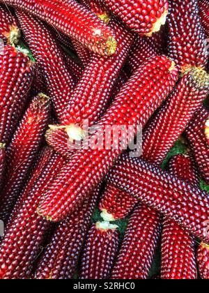 Fresh corn on cobs on red background, closeup Stock Photo - Alamy