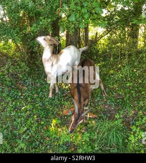 Purdown Street goats Stock Photo - Alamy
