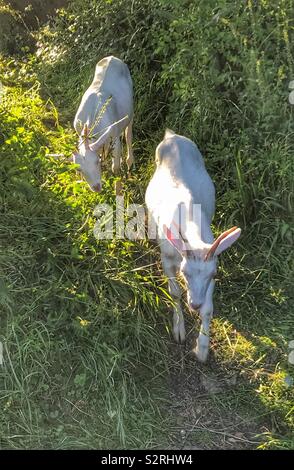 Street goats Purdown Stock Photo - Alamy