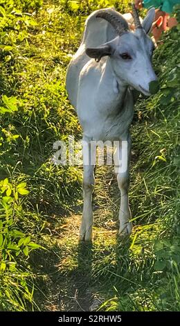 Street goats Purdown Stock Photo - Alamy
