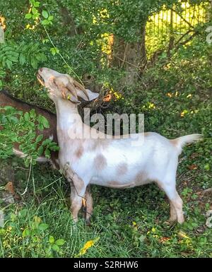 Street goats Purdown Stock Photo - Alamy