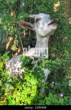 Street goats Purdown Stock Photo - Alamy