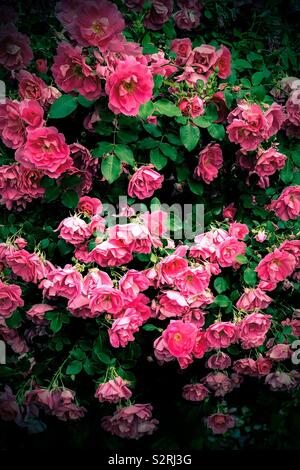 Pink rose bush Stock Photo - Alamy