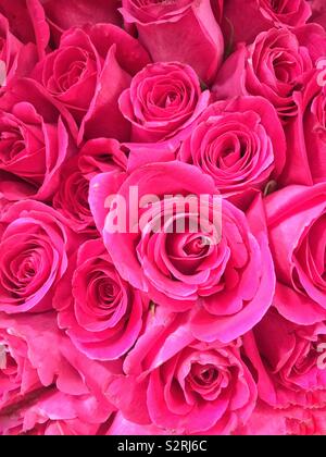 Beautiful fresh roses in full bloom as a gift for a special someone ...