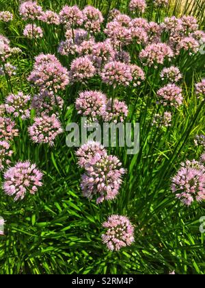 Pink chives (Allium schoenoprasum) blooms in a garden in May Stock ...