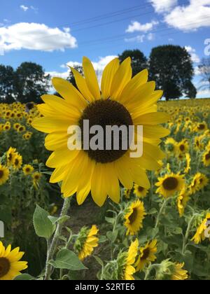 Single yellow Sunflower rising above the rest of the crop against a ...