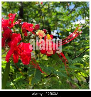 National Flower of Barbados, Yellow and Red Poinciana or "Caesalpinia ...