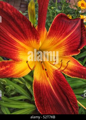 Red Daylily in bloom Stock Photo - Alamy
