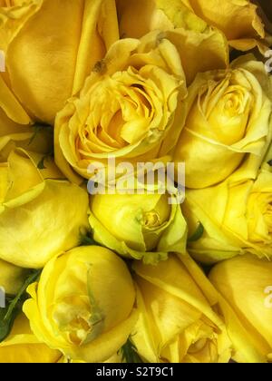 fresh yellow roses Stock Photo - Alamy