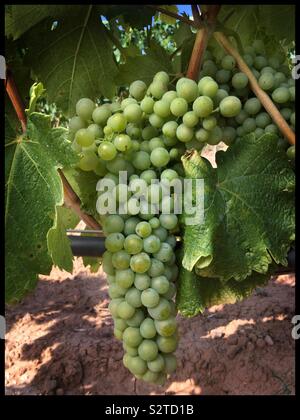 Veraison in summer (grapes ripen on the bunch), Poulsard grape variety ...