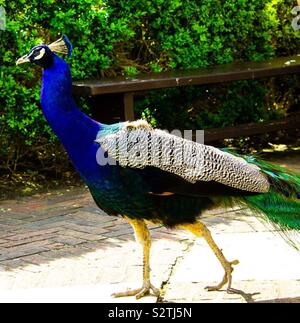 peacock is walking in the sun Stock Photo - Alamy