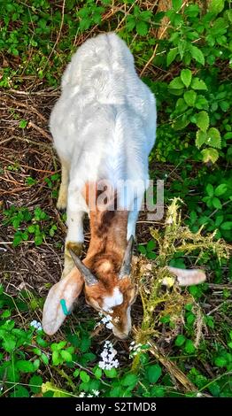 Street goats Purdown Stock Photo - Alamy