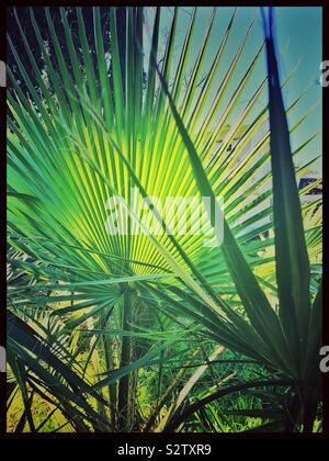 green fern spiky leaves in star shape Stock Photo - Alamy