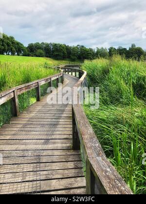 Boardwalk / Raised wooden walkway through marshland, Belgium ...
