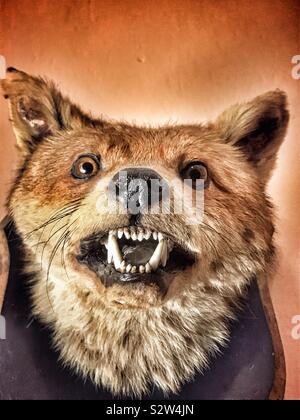 Fox baring Teeth Stock Photo - Alamy