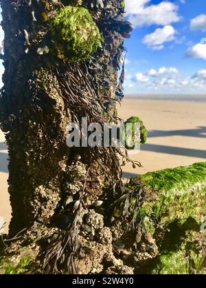 Section of wooden groyne on Sussex beach in England Stock Photo - Alamy
