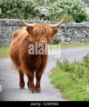 Highland cow Tiree Stock Photo - Alamy