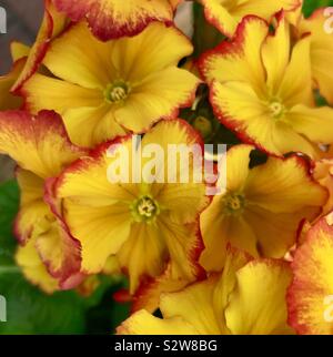 Primula plant with red and yellow flowers in spring Stock Photo - Alamy
