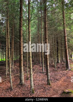 Light in the boreal forest, Norway Stock Photo: 129226146 - Alamy