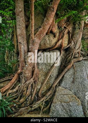 Fig tree growing near the beach in Cyprus Stock Photo - Alamy