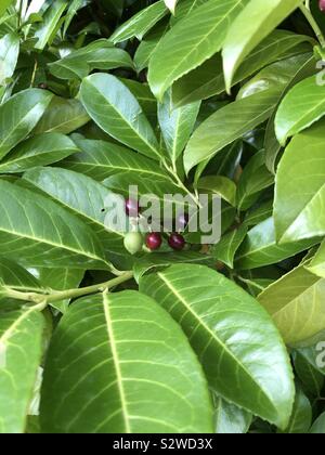 Bay laurel (Laurus nobilis) seeds isolated on white background. seed ...