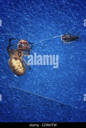 Spider capturing prey Stock Photo - Alamy