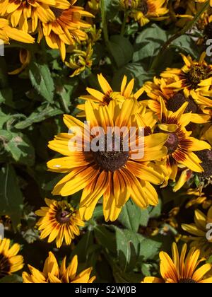 Beautiful English bulls eye daisy flower blooming and flowering in the ...