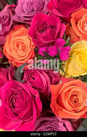 beautiful pink orange roses Stock Photo - Alamy