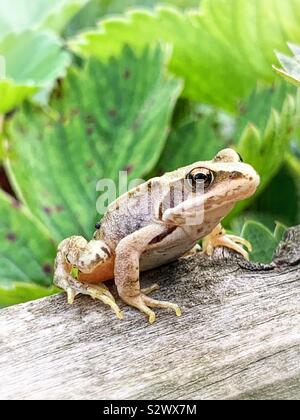 Common Frog (Rana Temporia Stock Photo - Alamy